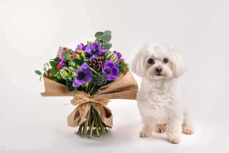 7 Cool Dog Dating Apps For Furry Friends - Learn About Pet