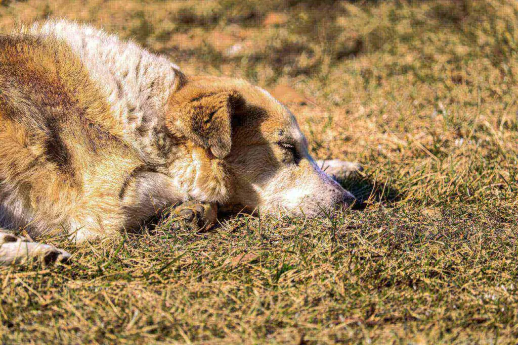 How Many Times Should Dogs Tie When Breeding? 7 Clear Tips