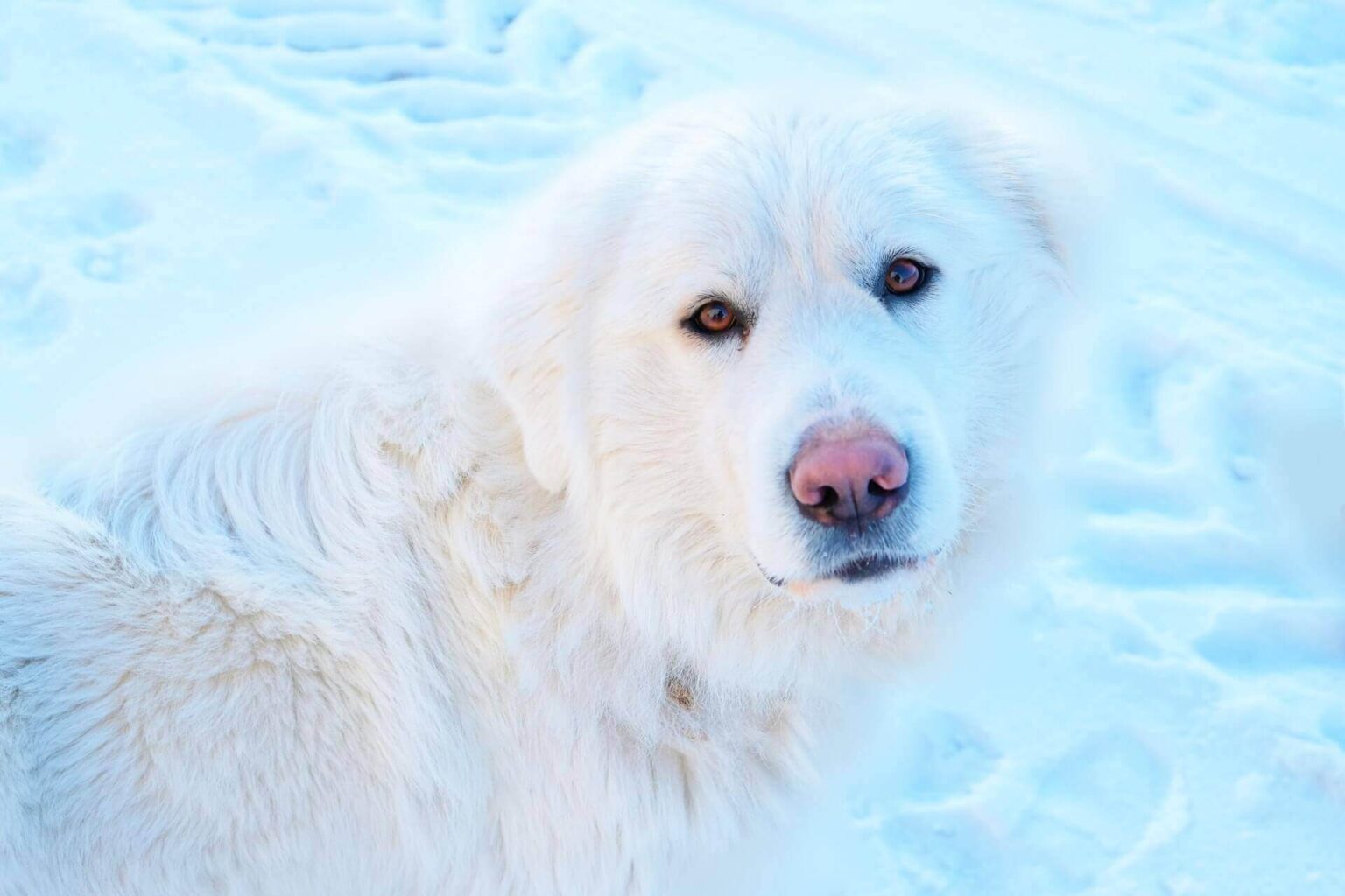 Dogs With Pink Noses : 5 Best Dog Breeds With Liver Nose