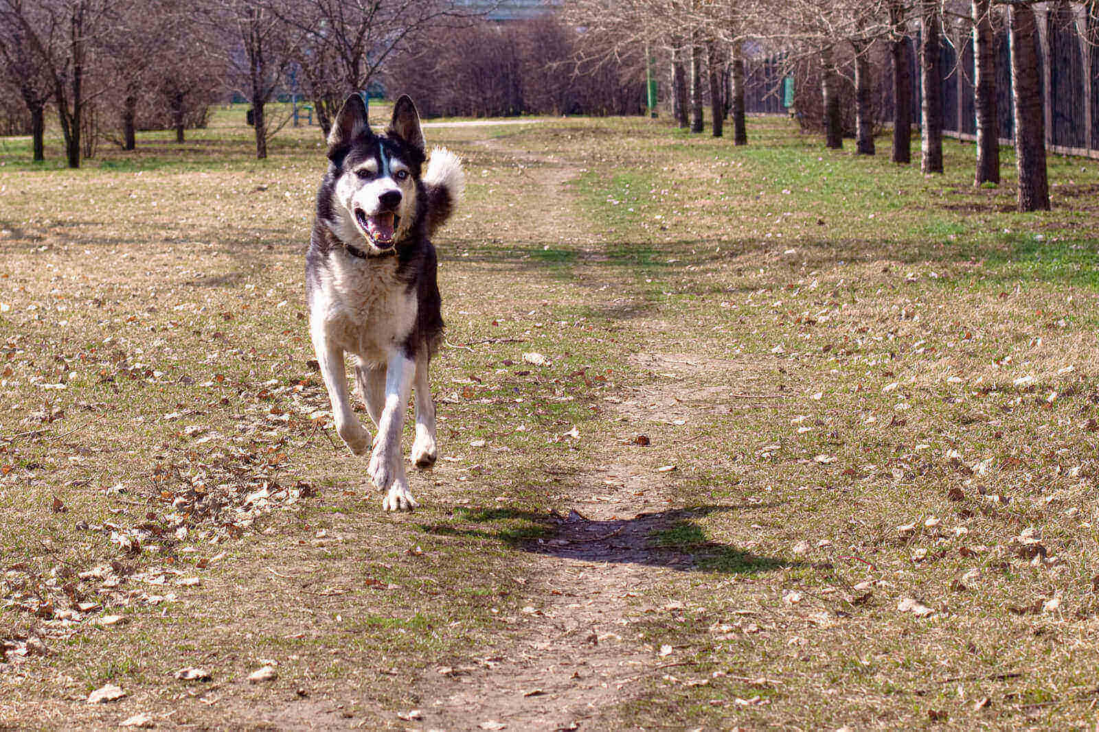 Husky Running Away: 5 Best Ways To Train Husky To Not Run