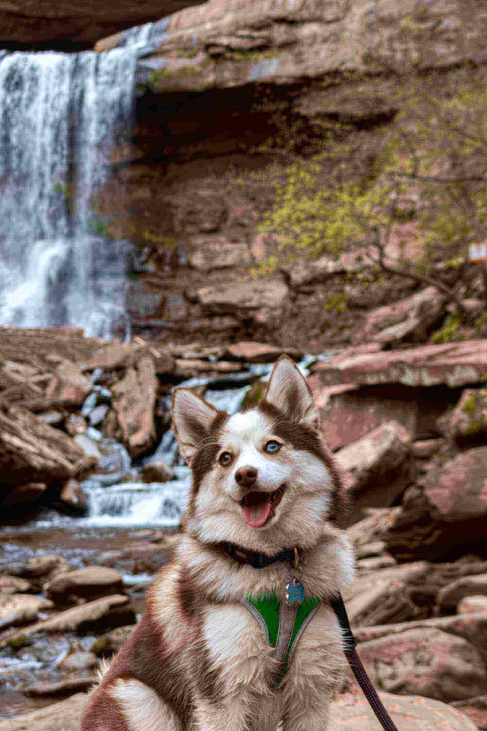 Pomeranian Husky Mix : 35 Cool Facts About Pomsky Dog Breed