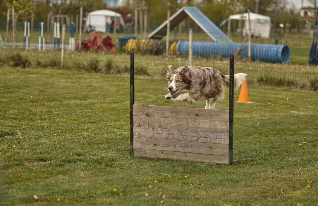 Dog Sitting Positions : 13 Weird Dog Sitting Positions To Avoid