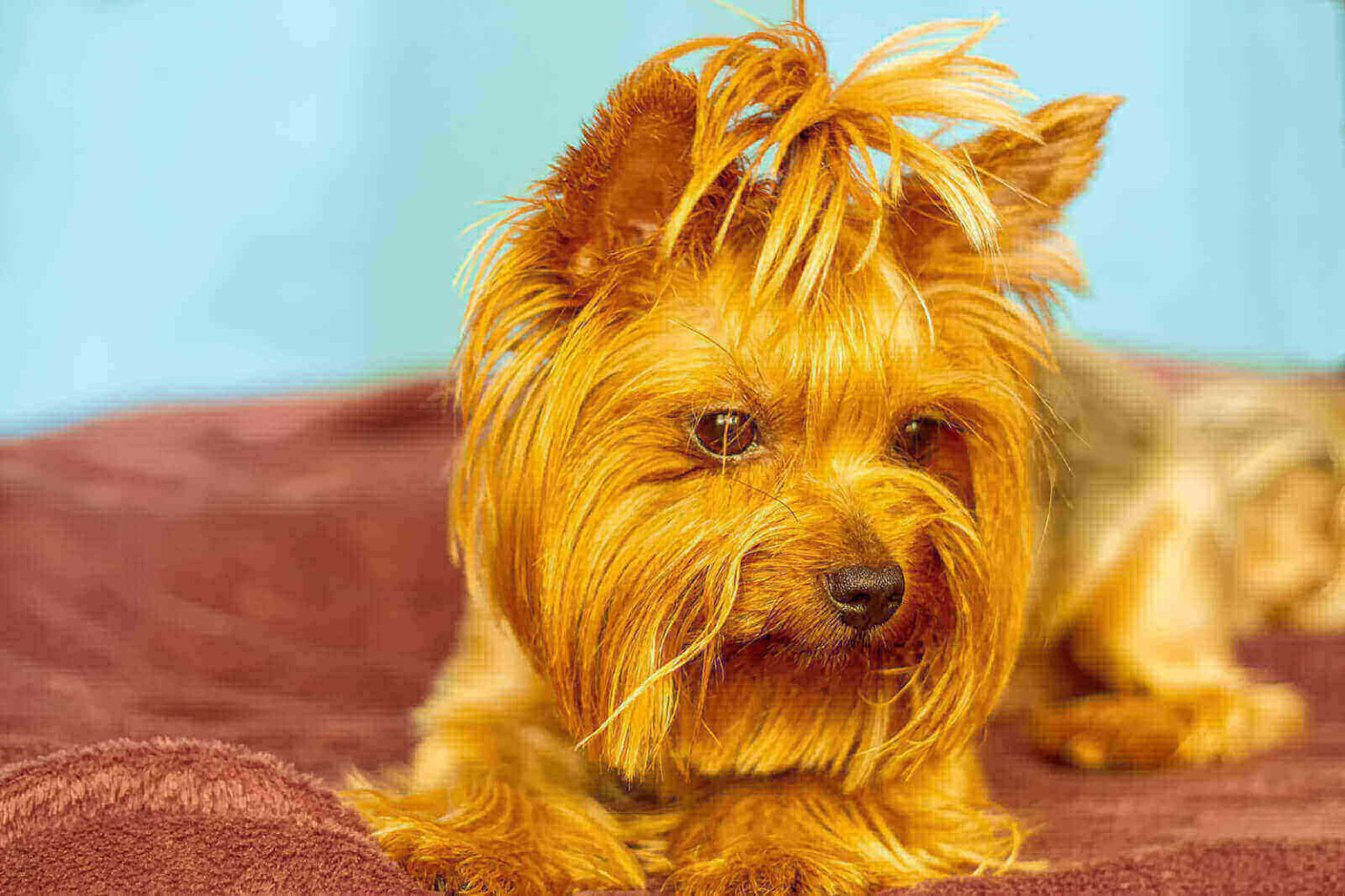 Can You Cut Dog Whiskers 3 Cool Dog Whisker Trimming Tips