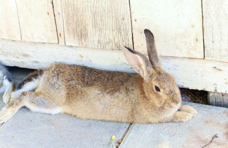 Do Rabbits Sleep With Their Eyes Open? 5 Smart Checks To Detect ...