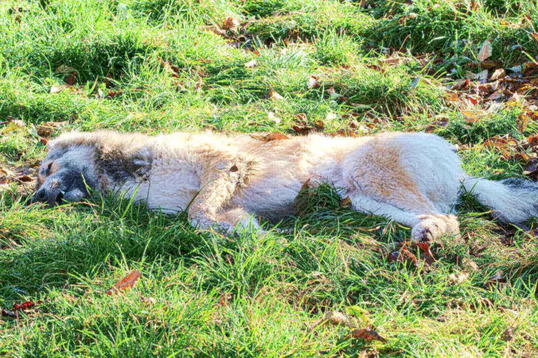 Dog Eating A Rabbit : Do Dogs Eat Rabbits? (5 Menacing Symptoms)
