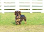 10 Cool Facts About Doxen (Dachshunds) Doxie