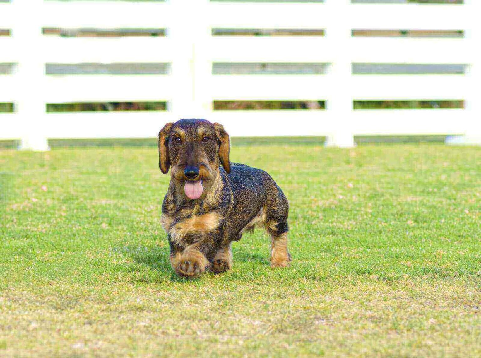 10 Cool Facts About Doxen (Dachshunds) Doxie