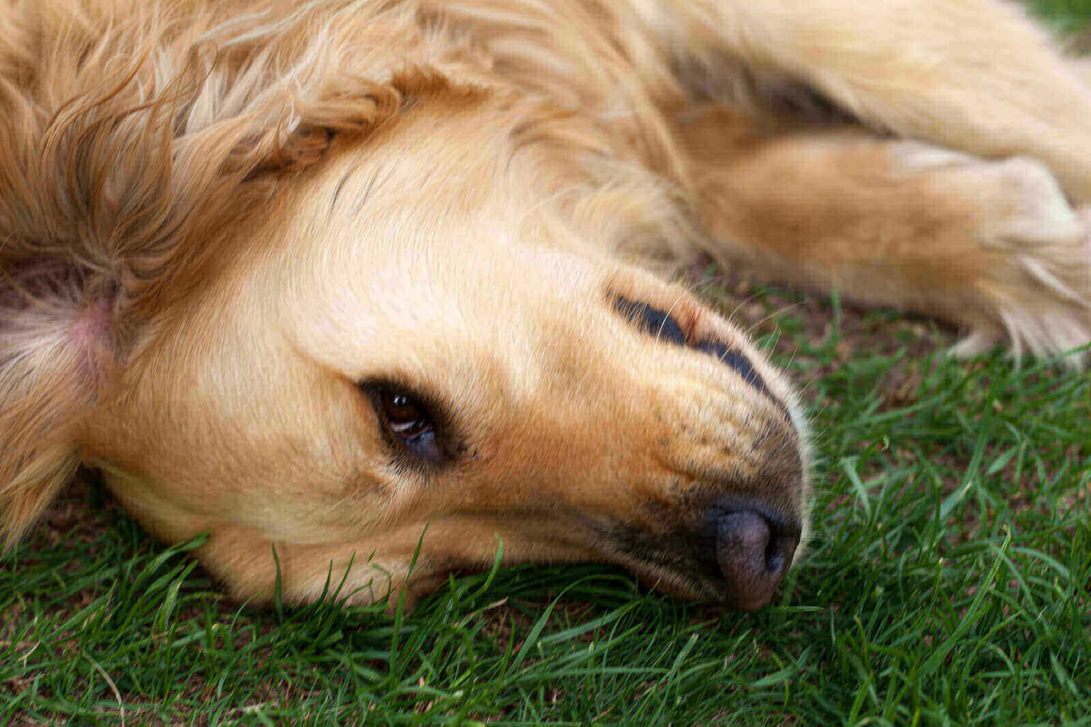 Why Is My Golden Retriever Sad? 6 Legitimate Reasons - 2025