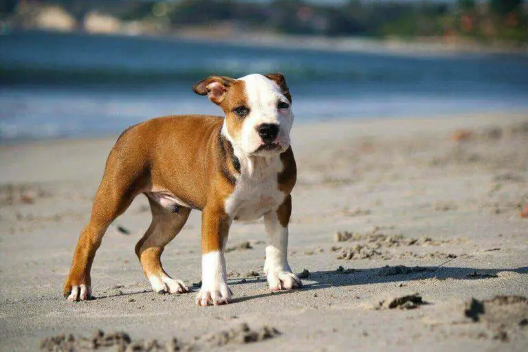 Pug Pitbull Mix : (9 Interesting Mix Breed Facts) - 2026