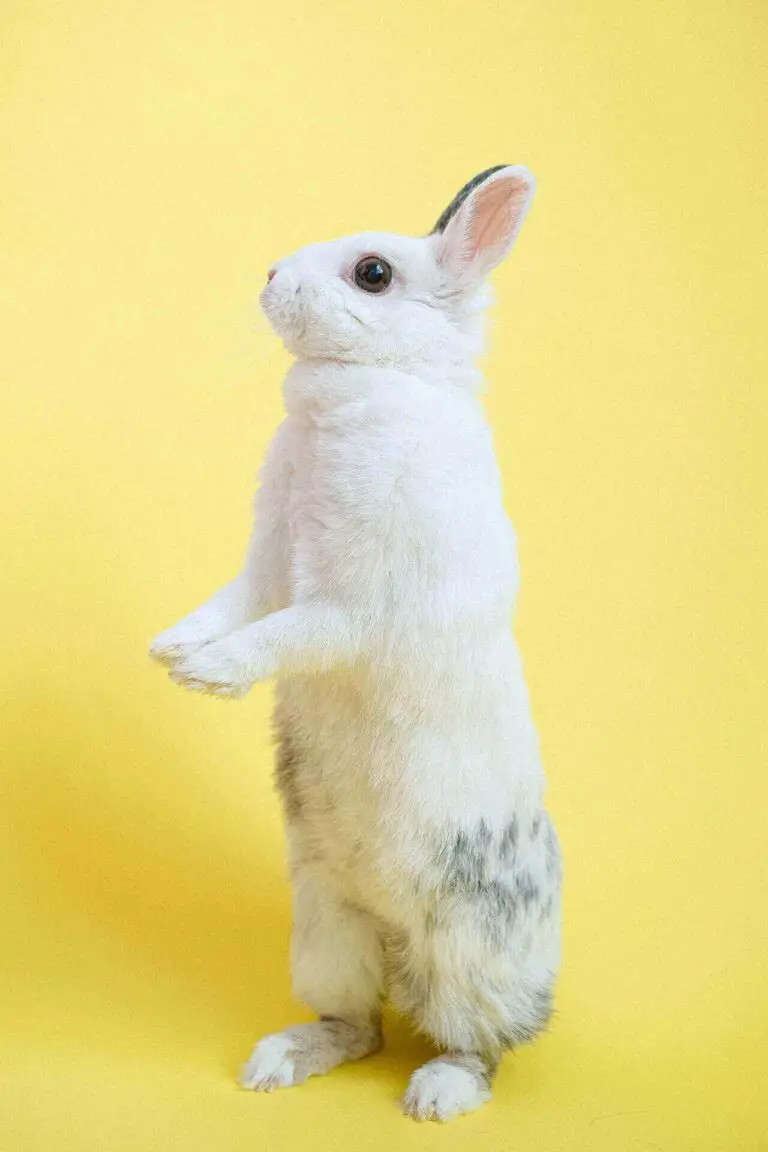 How High Can Rabbits Jump? 5 Safe Bunny Jumping Tricks