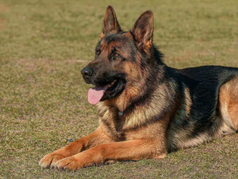 Do German Shepherds Have Webbed Feet? 7 Dog Breeds With Webbed Feet ...