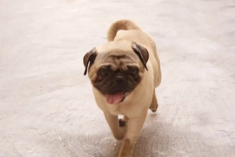 Pug Weight Chart : 6 Pug Growth Stages With Weights - 2025