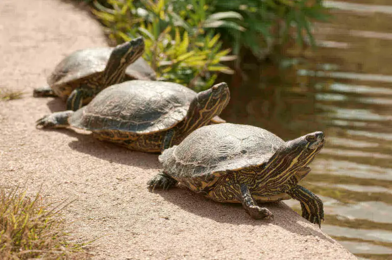 Turtle Hibernation : Do Turtles Hibernate? 9 Clear Facts