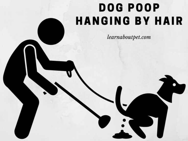 Dog Poop Hanging By Hair : 7 Clear Reasons For Hair In Dog Poop