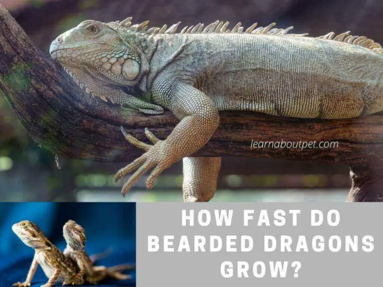 How Fast Do Bearded Dragons Grow? 12 Month Conclusive Bearded Dragon ...
