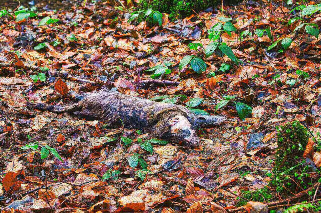 How Long Does It Take For An Animal To Decompose 5 Clear Stages Of 