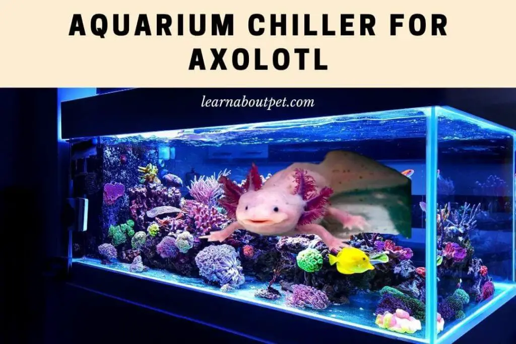 Aquarium Chiller For Axolotl : 9 Important Things To Note Before Buying ...