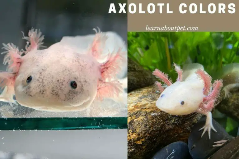 Axolotl Colors : 25 Cool Morphs Explained In Detail 2025