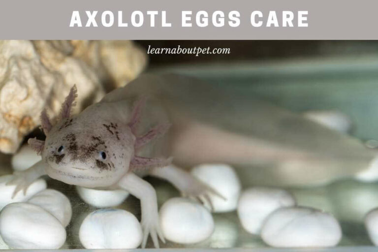 Axolotl Eggs Care : 4 Interesting Egg Stages