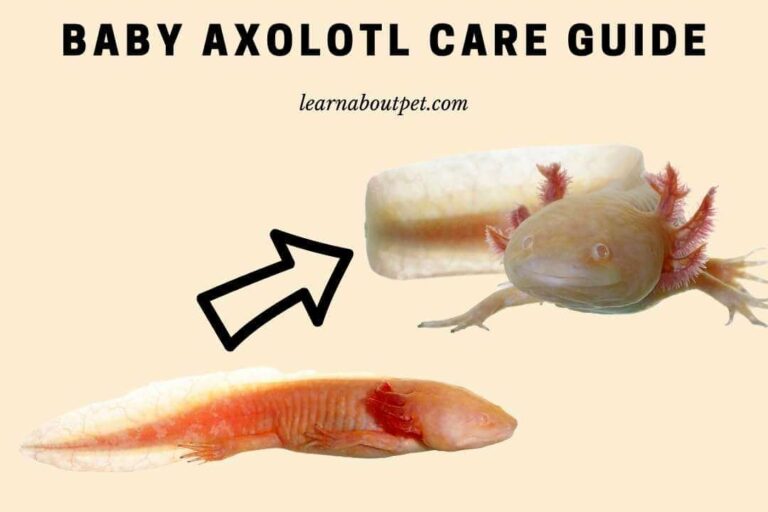 Baby Axolotl Care Guide : Top 6 Factors For Healthy Growth