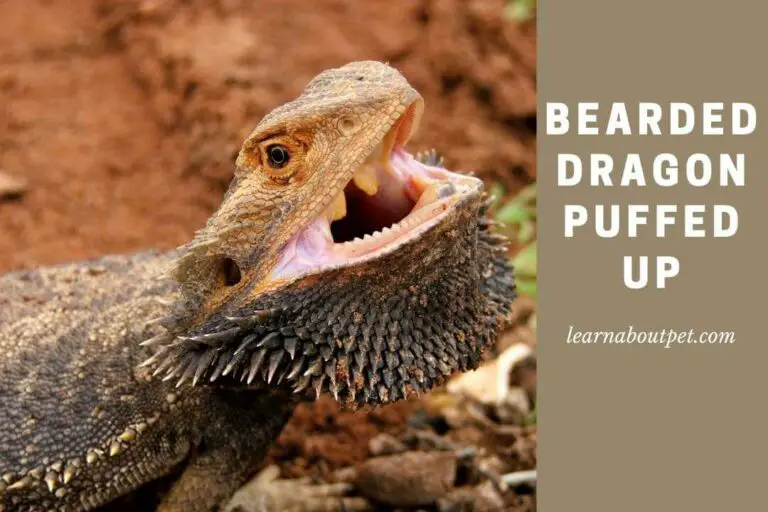 Bearded Dragon Puffed Up : 8 Clear Reasons - Learn About Pet
