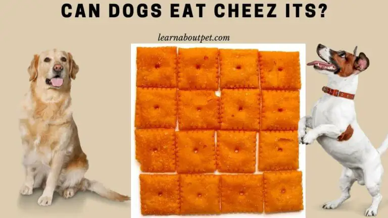 Can Dogs Eat Cheez Its? (9 Interesting Facts) - 2023