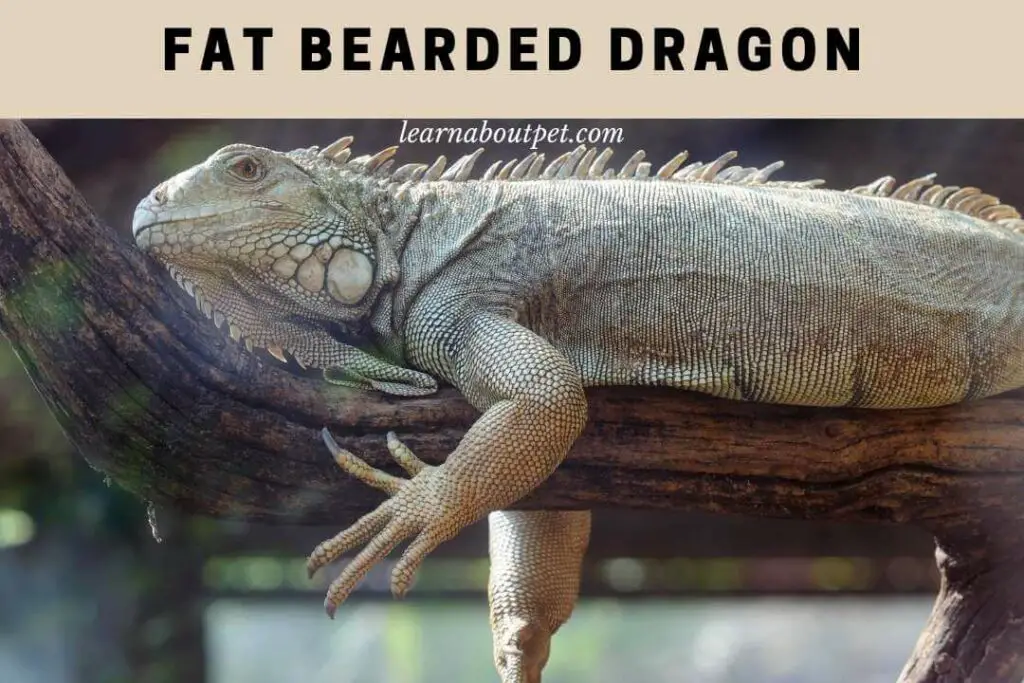 Fat Bearded Dragon : 11 Unique Ways To Shed Beardie Weight