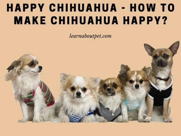 Happy Chihuahua : 5 Clear Ways To Make Chihuahua Happy