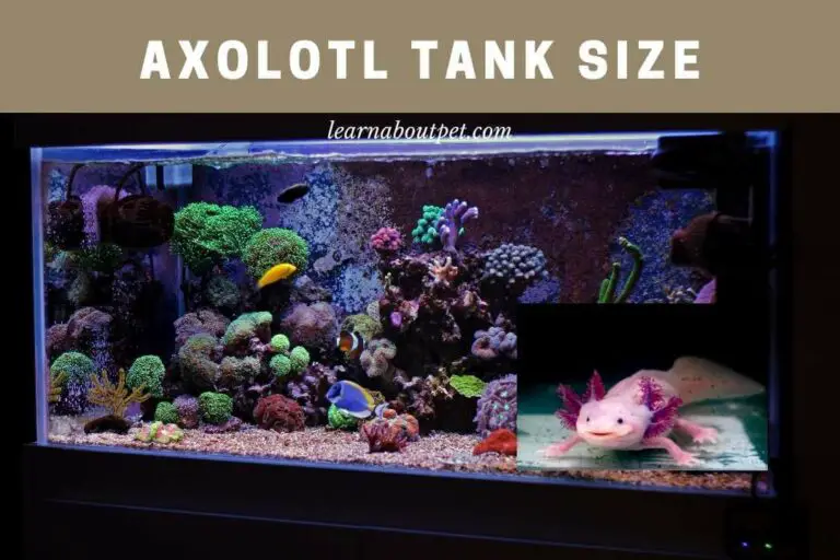 Axolotl Tank Size : 5 Smart Factors For Clear Decision 2026