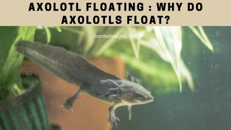 Axolotl Floating : Why Do Axolotls Float? 5 Clear Ways To Stop
