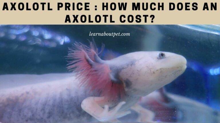 Axolotl Price : How Much Does An Axolotl Cost? 7 Cool Facts