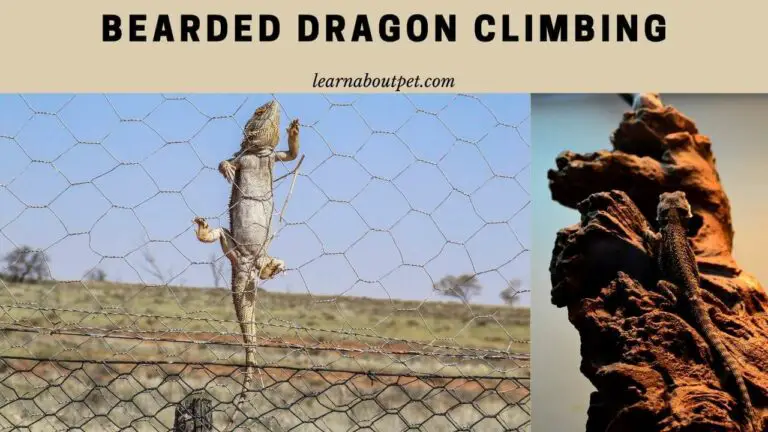 Bearded Dragon Climbing: Do Bearded Dragons Like To Climb? 6 Simple ...