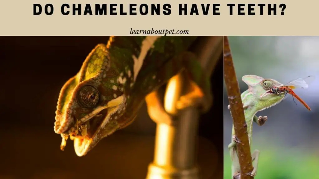 Do Chameleons Have Teeth? 6 Clear Chameleon Teeth Care Steps