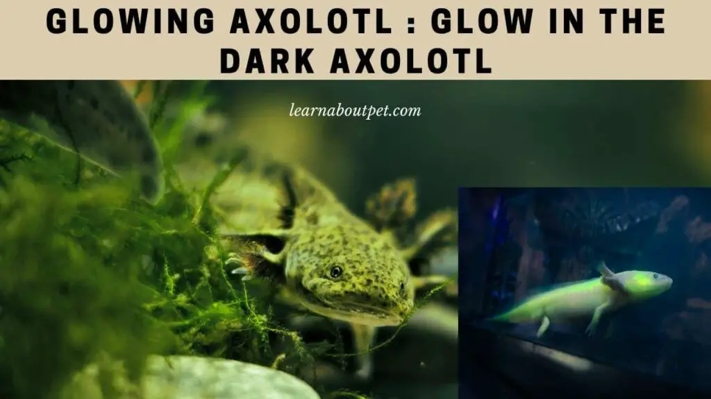 Glowing Axolotl : 7 Cool Facts About Glow In The Dark Axolotl