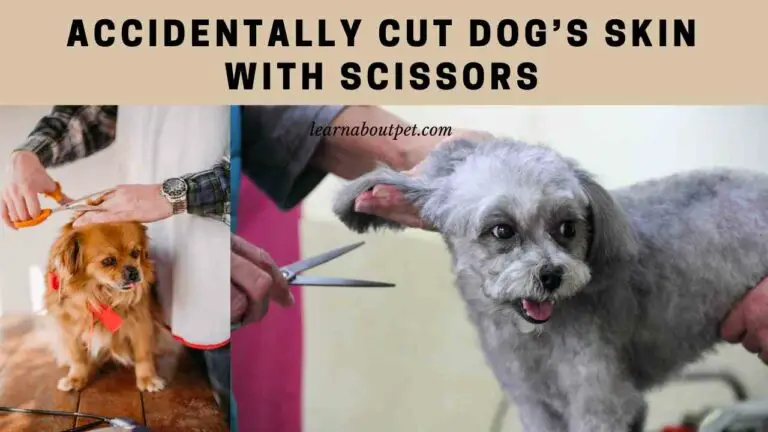 Accidentally Cut Dog's Skin With Scissors | 9 Menacing Facts