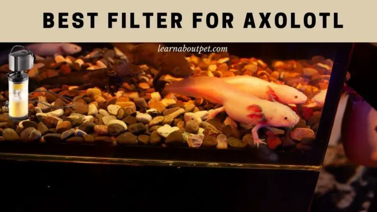 Best Filter For Axolotl : 3 Cool Types Of Filters To Know