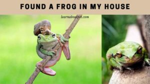 Found A Frog In My House : (9 Clear Solutions) - 2025