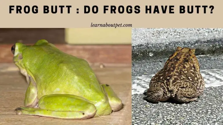 Frog Butt : Do Frogs Have Butts? 9 Interesting Facts - 2025