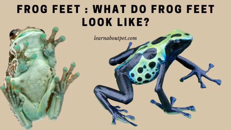 Frog Feet : What Do Frog Feet Look Like? 11 Interesting Facts - 2025