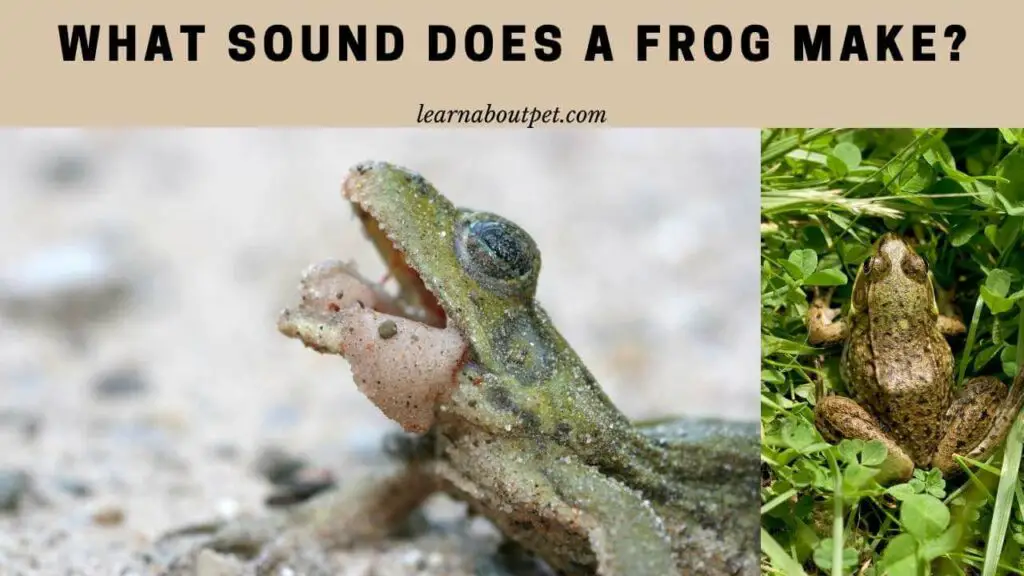 What Sound Does A Frog Make? 7 Interesting Sounds And Uses