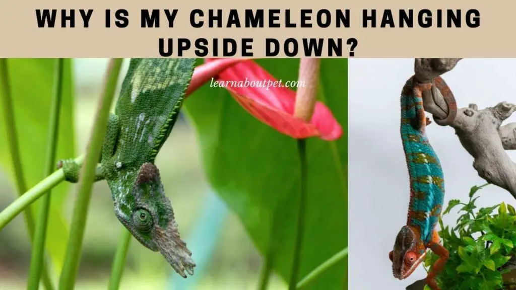 Why Is My Chameleon Hanging Upside Down? 5 Clear Reasons