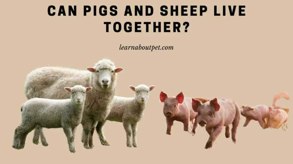 Can Pigs And Sheep Live Together? 9 Interesting Facts - 2023