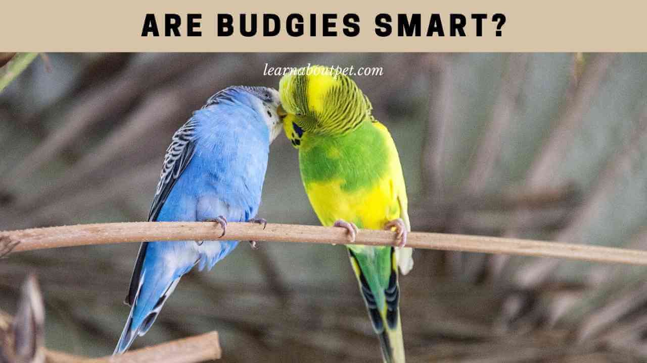 Are Budgies Smart? (9 Interesting Facts) - 2025