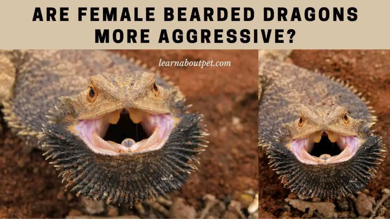 Are Female Bearded Dragons More Aggressive? 7 Aggression Signs - 2025