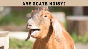Are Goats Noisy? Do Goats Make Noise? (7 Clear Facts) - 2025