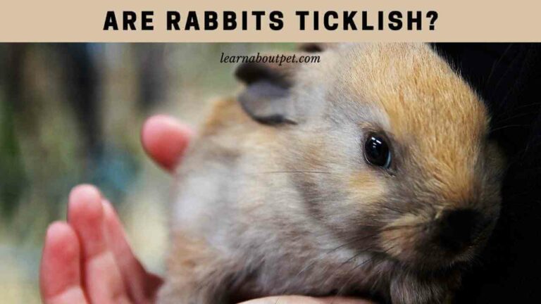 Are Rabbits Ticklish? (7 Interesting Facts) - 2025