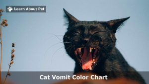 Cat Vomit Color Chart : 8 Unique Cat Vomit Colors - 2023