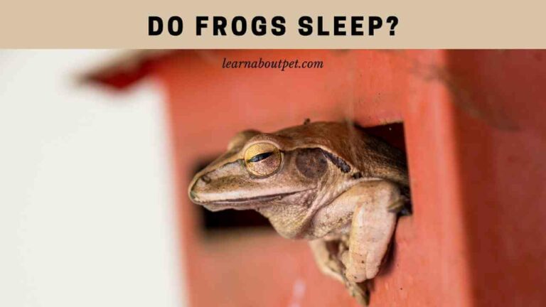 Do Frogs Sleep? (9 Interesting Facts) - 2025