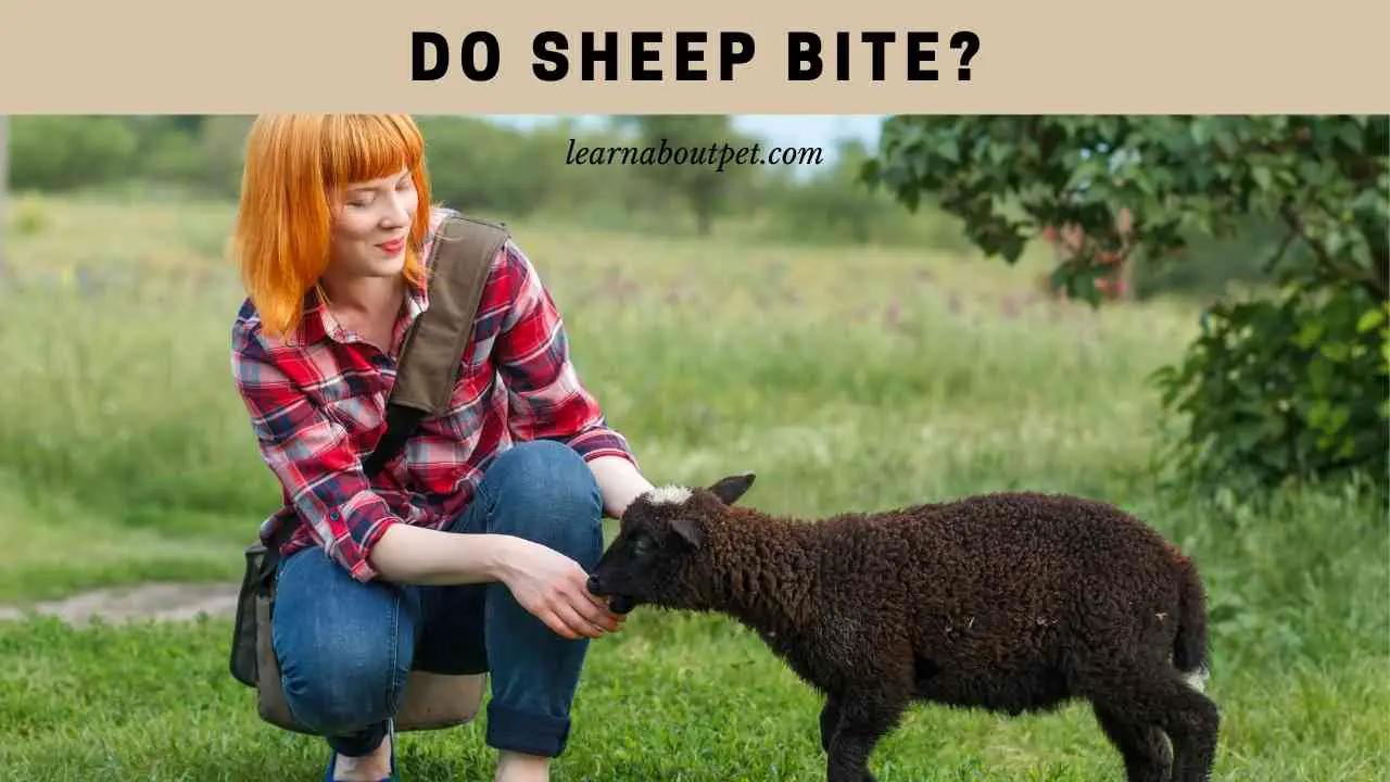 Do Sheep Bite? (9 Interesting Facts) - 2025