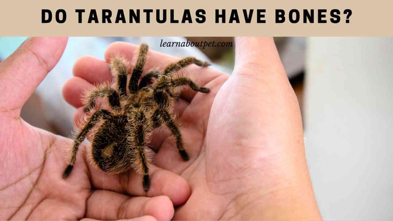 Do Tarantulas Have Bones? (7 Interesting Facts) - 2023